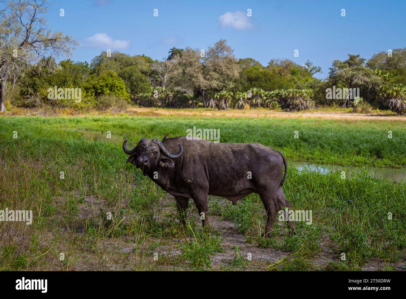 Single buffalo in the wild Stock Photo - Alamy