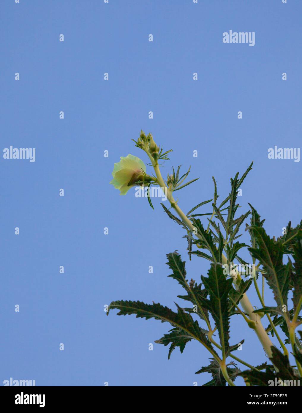 Flower of the okra plant with blue sky. Low angle Stock Photo - Alamy
