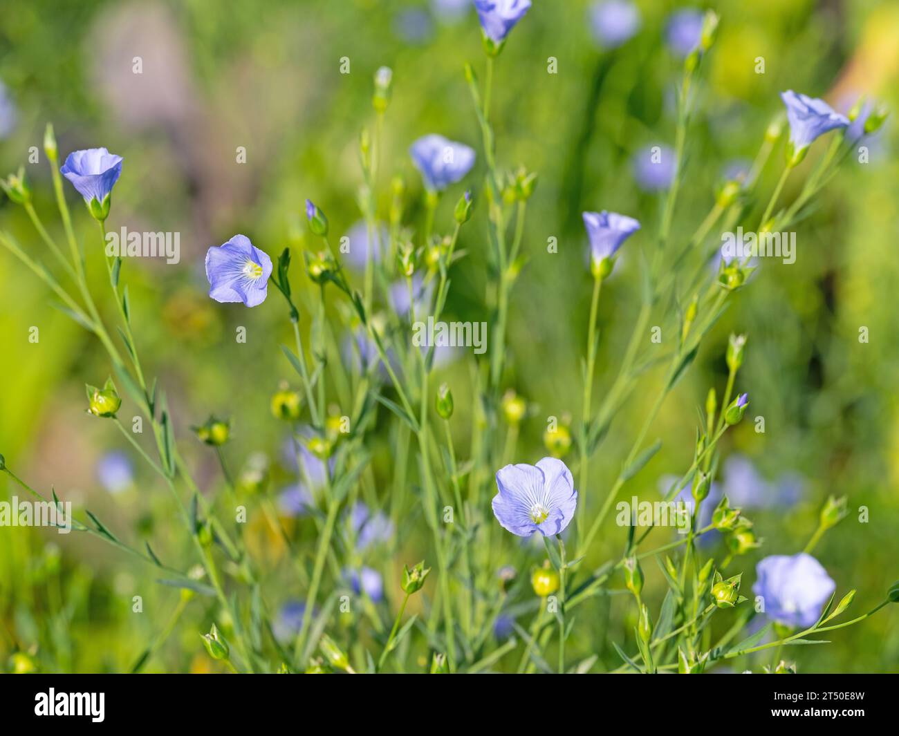 Flowering common flax, Linum usitatissimum Stock Photo - Alamy