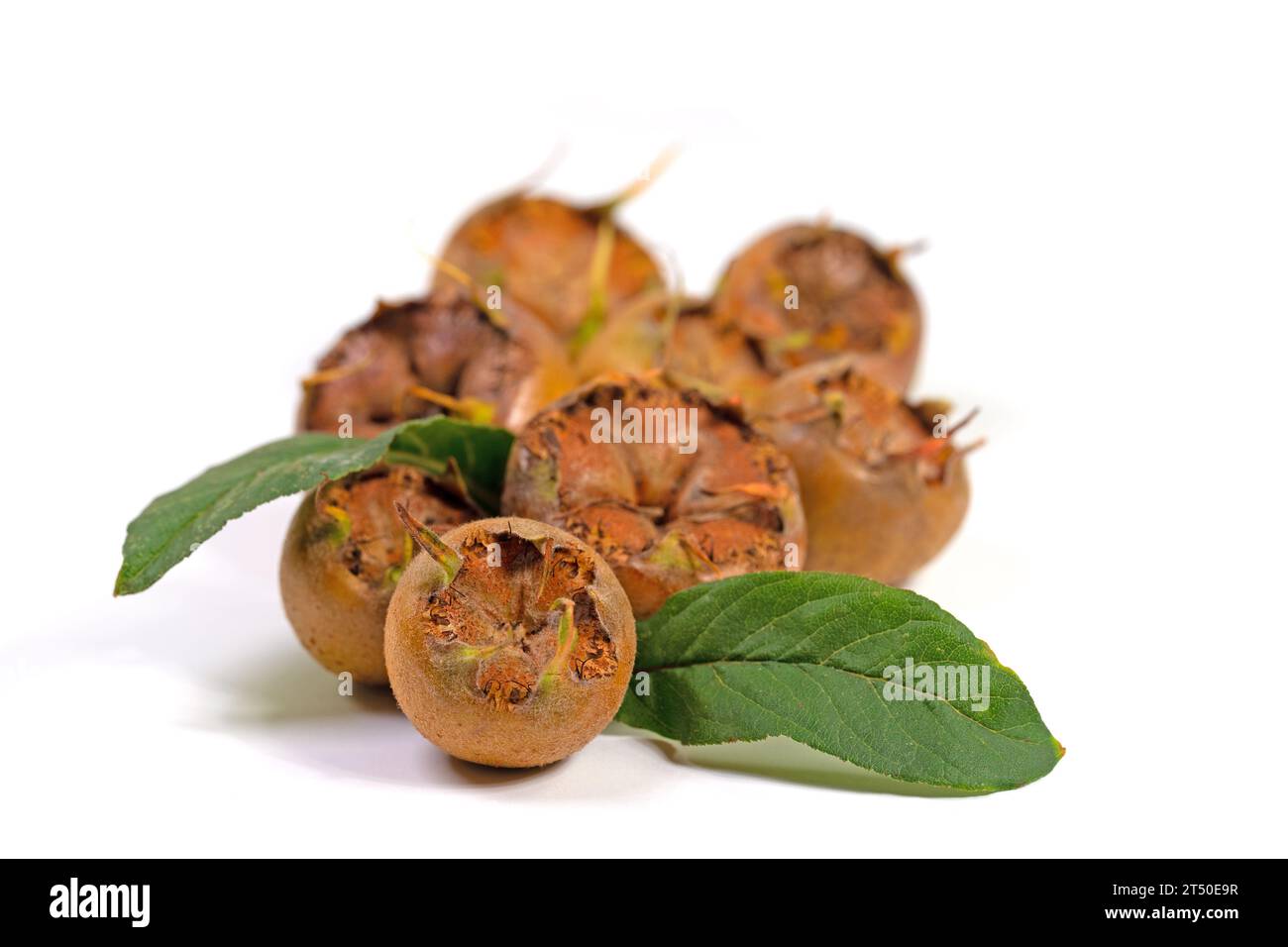 Medlars, Mespilus germanica, fruits against white background Stock ...