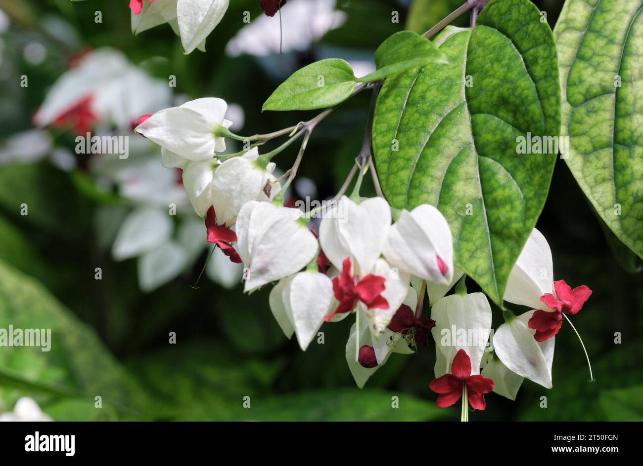 Flower of clerodendrum (lan. Clerodendrum Stock Photo - Alamy