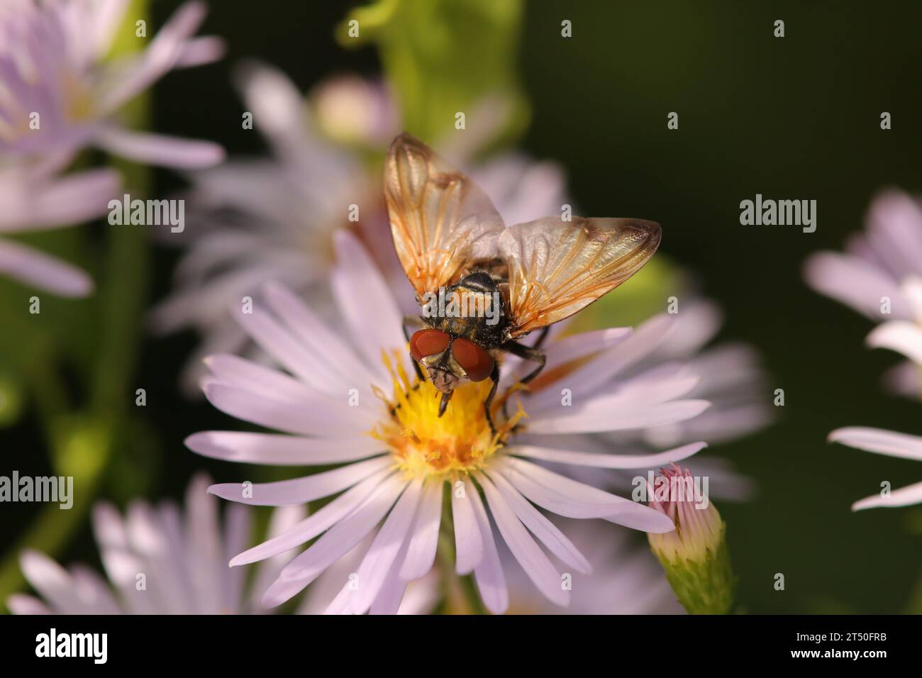 Phasia aurigera Phasia aurigera on an unidentified flower or plant ...