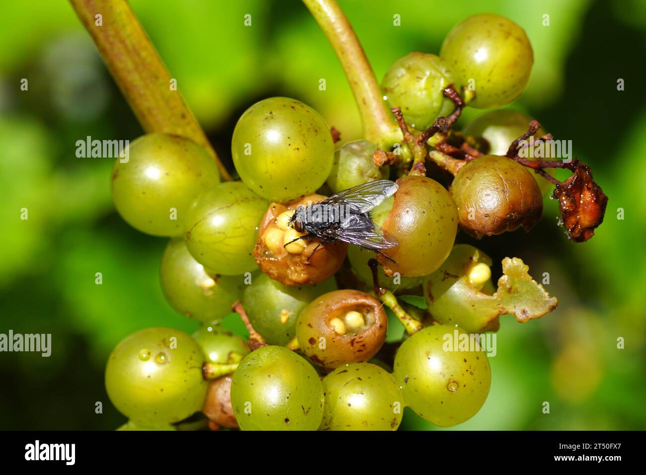 Blue bottle fly Calliphora vicina, family blow flies (Calliphoridae ...