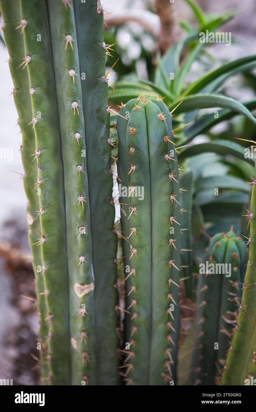 Agave espadin hi-res stock photography and images - Alamy