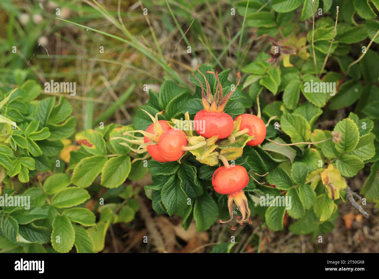 Hips on coastal rose bush on shingle at beach alongside Princes Drive ...