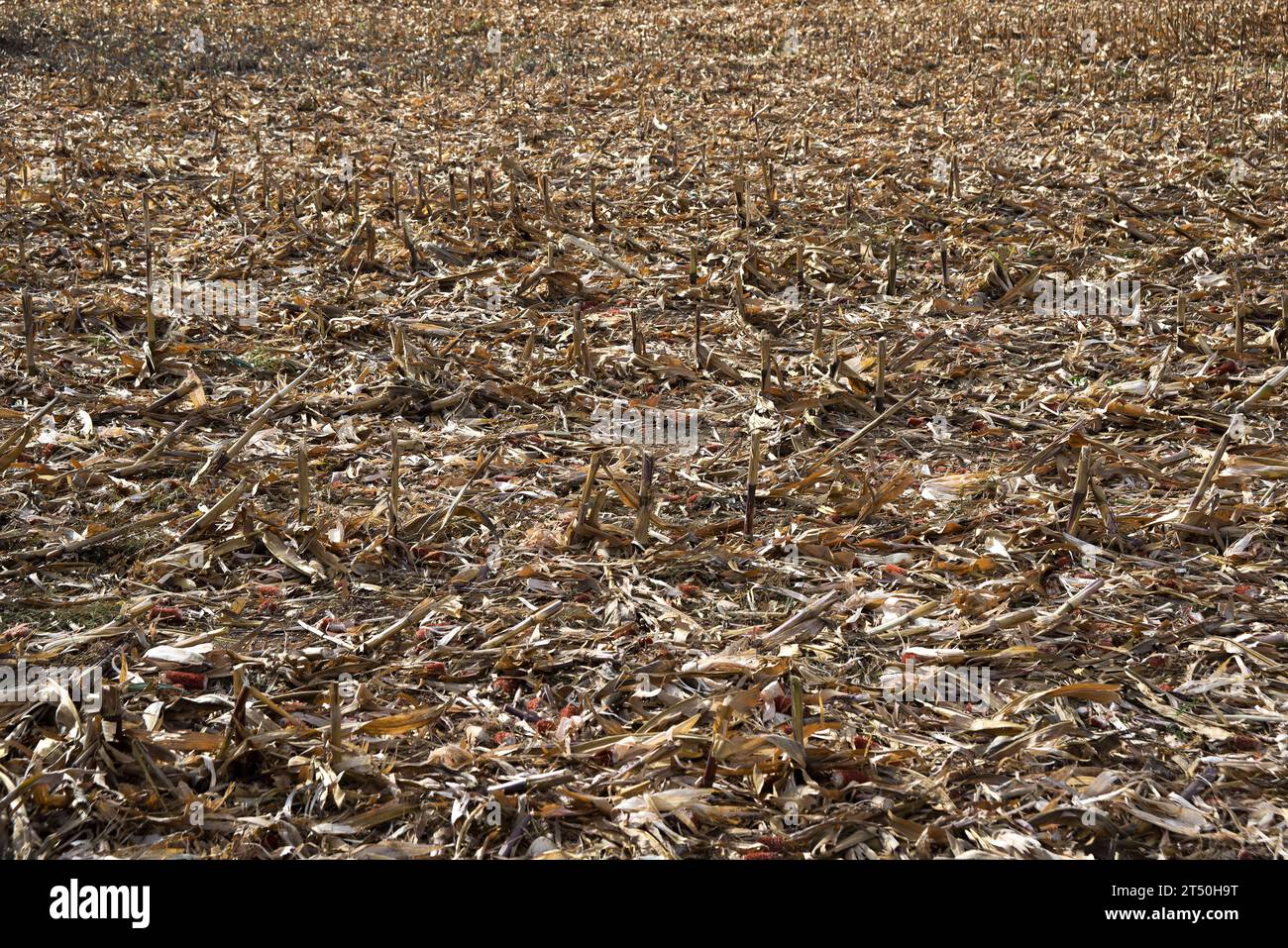 Stover field hi-res stock photography and images - Alamy