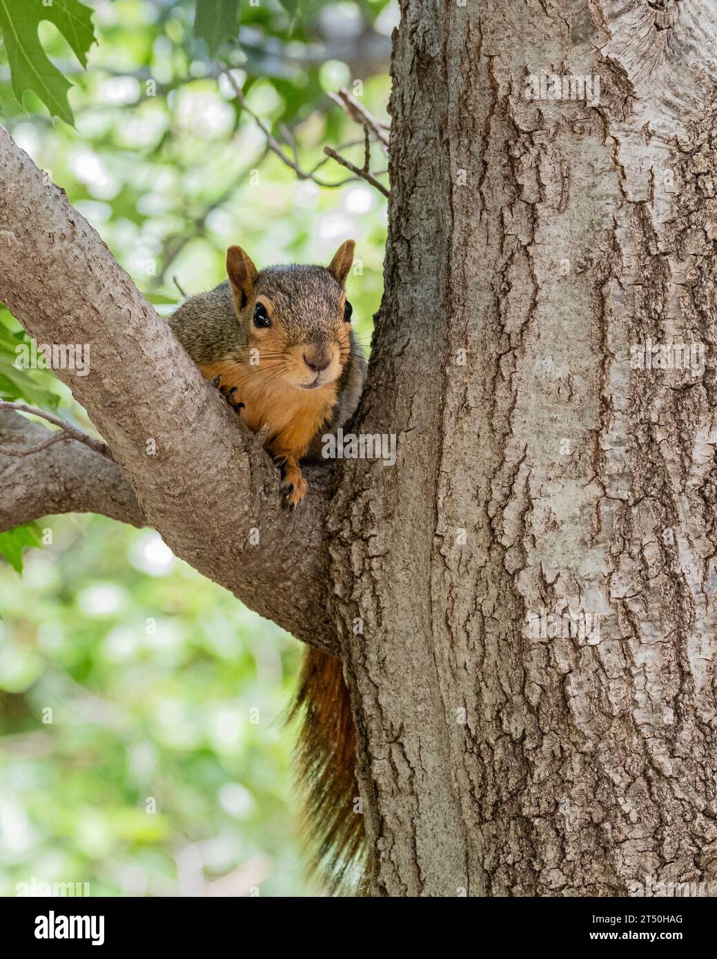Fox squirrel, Sciurus niger, crouching in the crotch of a Shumard oak ...