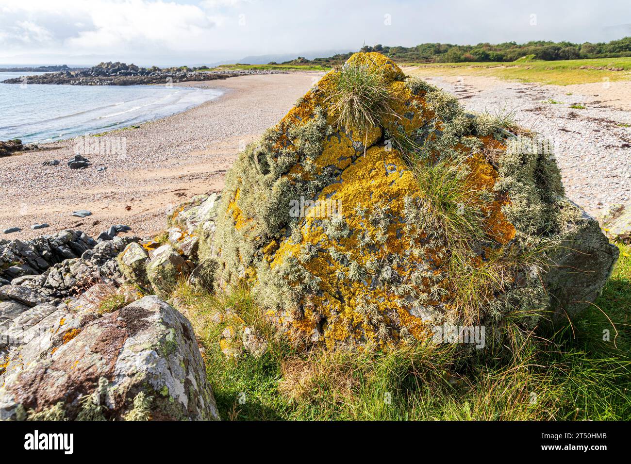 Green and yellow lichen on a rock on a beach near Peninver on the ...