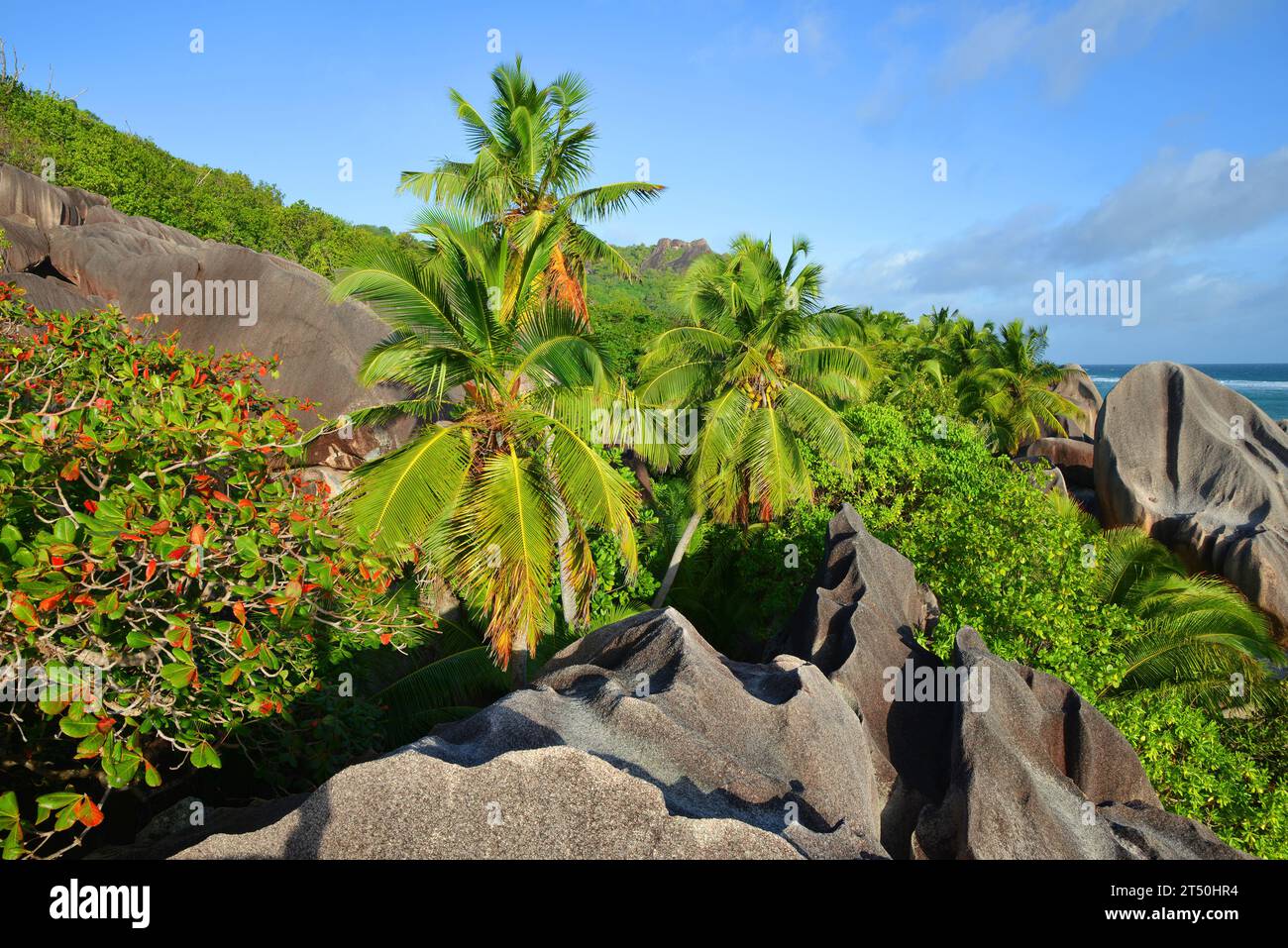 Coconut palm tree with big granite rocks in sunny day. La Digue Island ...