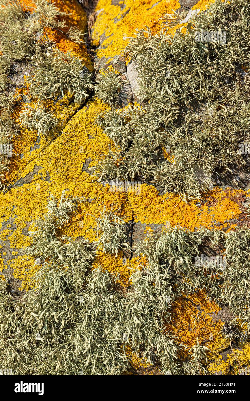 Green and yellow lichen on a rock on a beach near Peninver on the ...