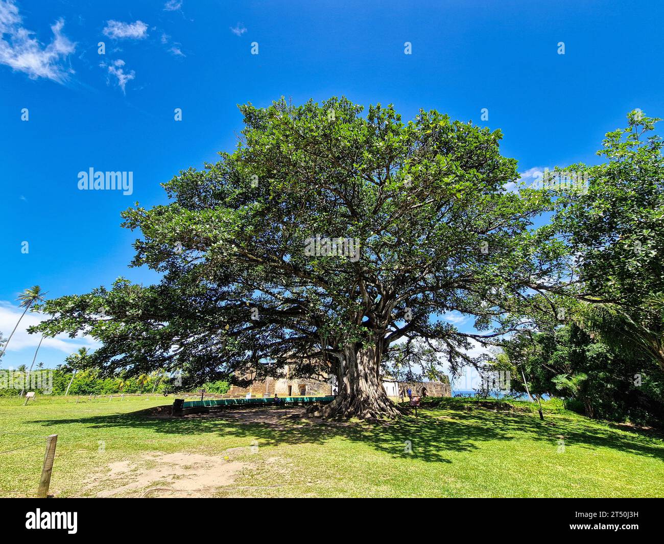 Big Ficus tree in front of the Garcia D'Avila castle, in the Praia do ...