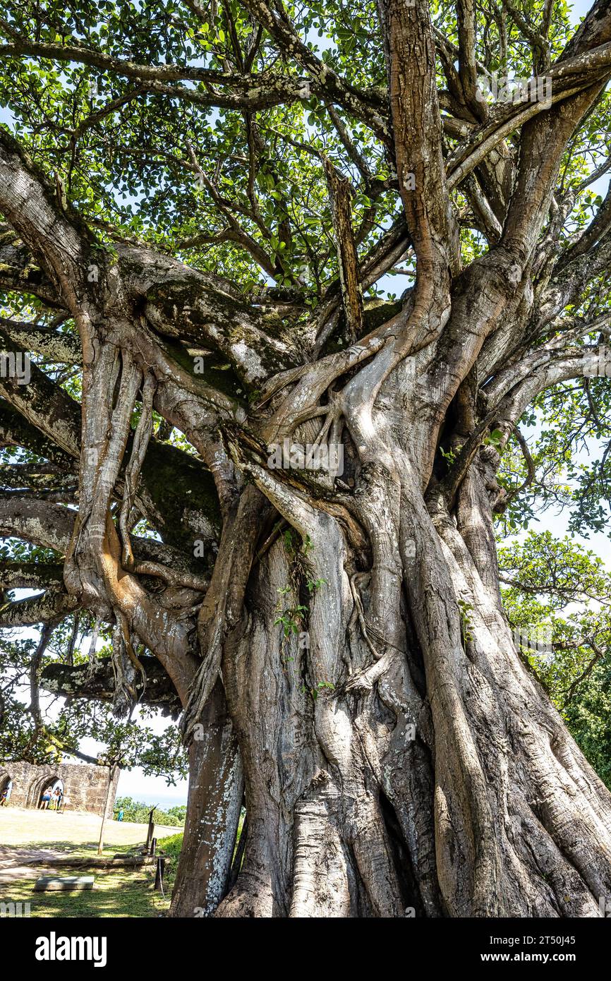 Ficus guapo hi-res stock photography and images - Alamy