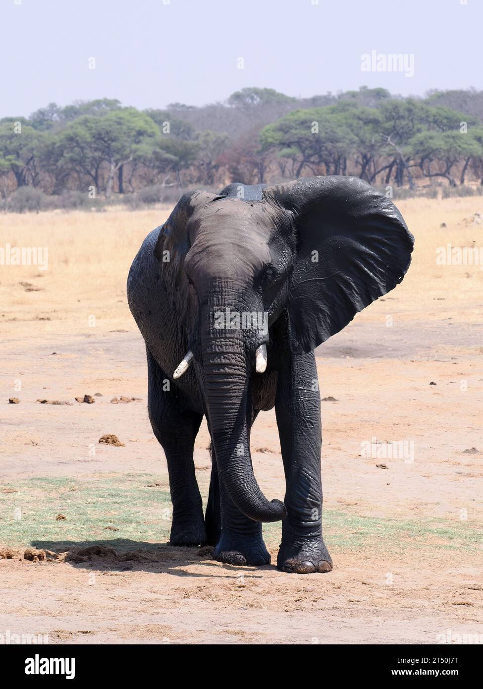 African bush elephant, Afrikanischer Elefant, Éléphant de savane ...