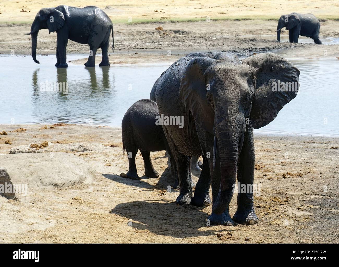 African bush elephant, Afrikanischer Elefant, Éléphant de savane ...