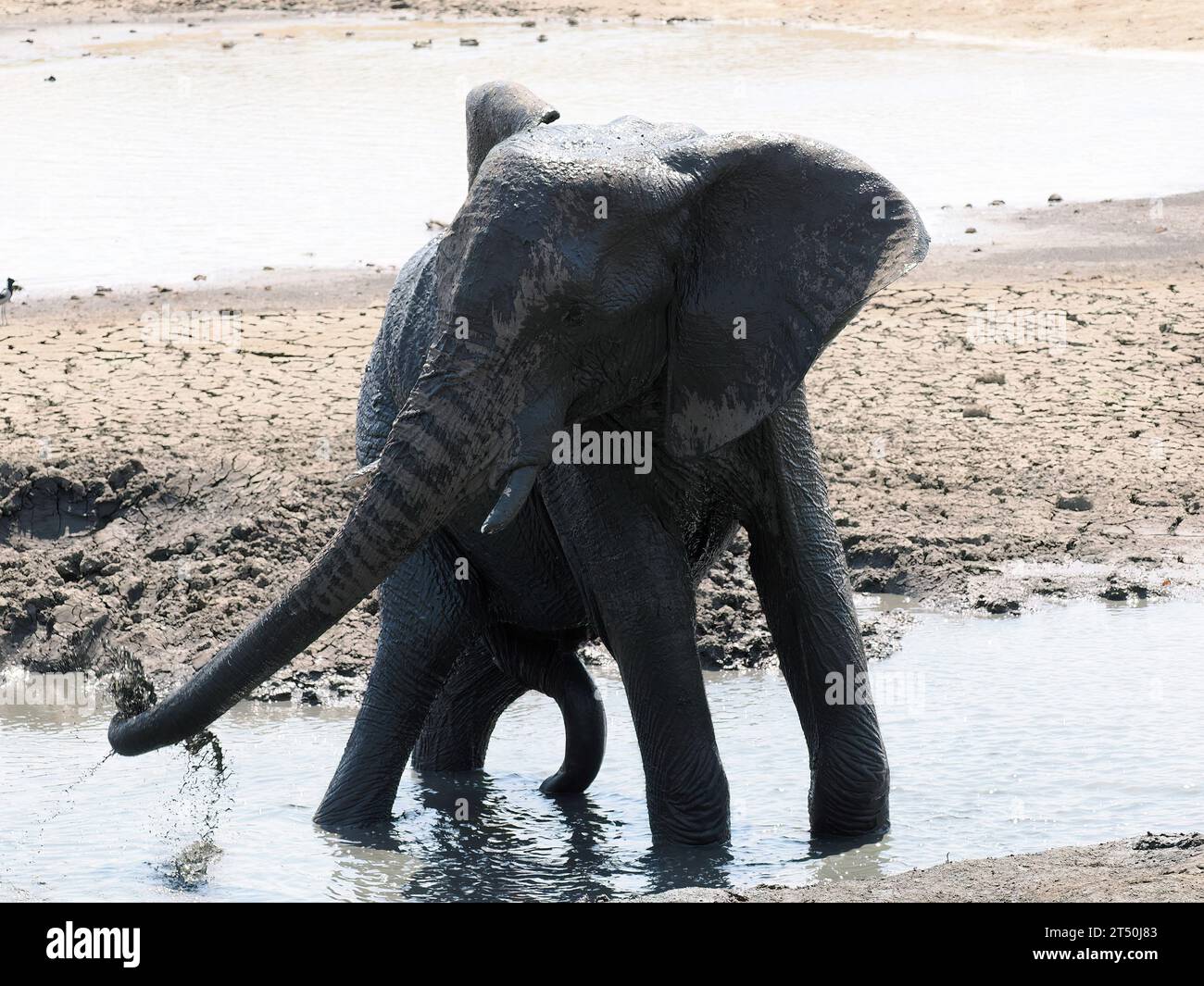 African bush elephant, Afrikanischer Elefant, Éléphant de savane ...