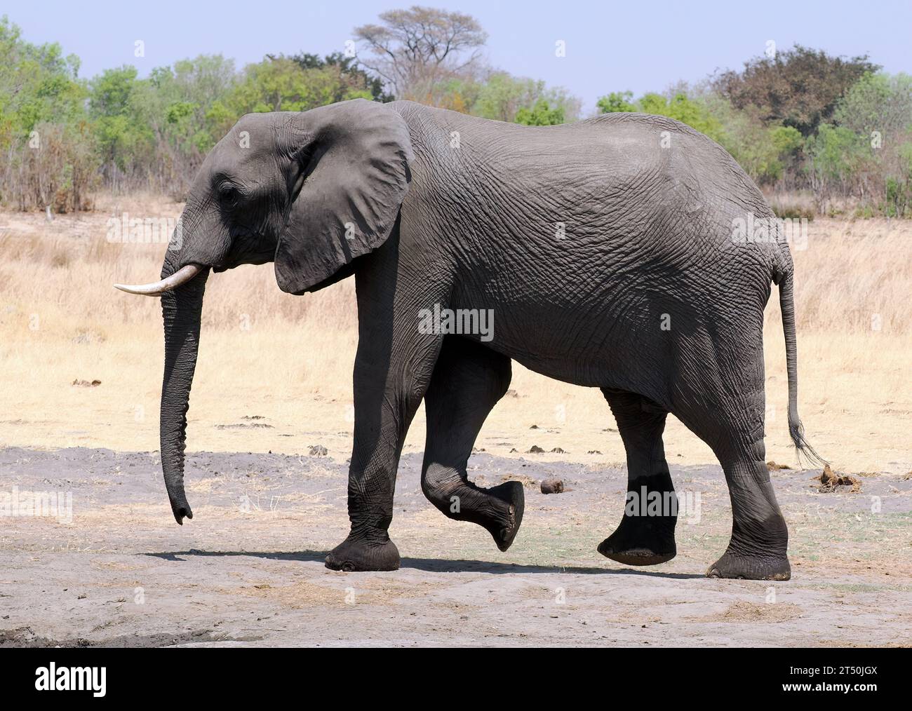 African bush elephant, Afrikanischer Elefant, Éléphant de savane ...
