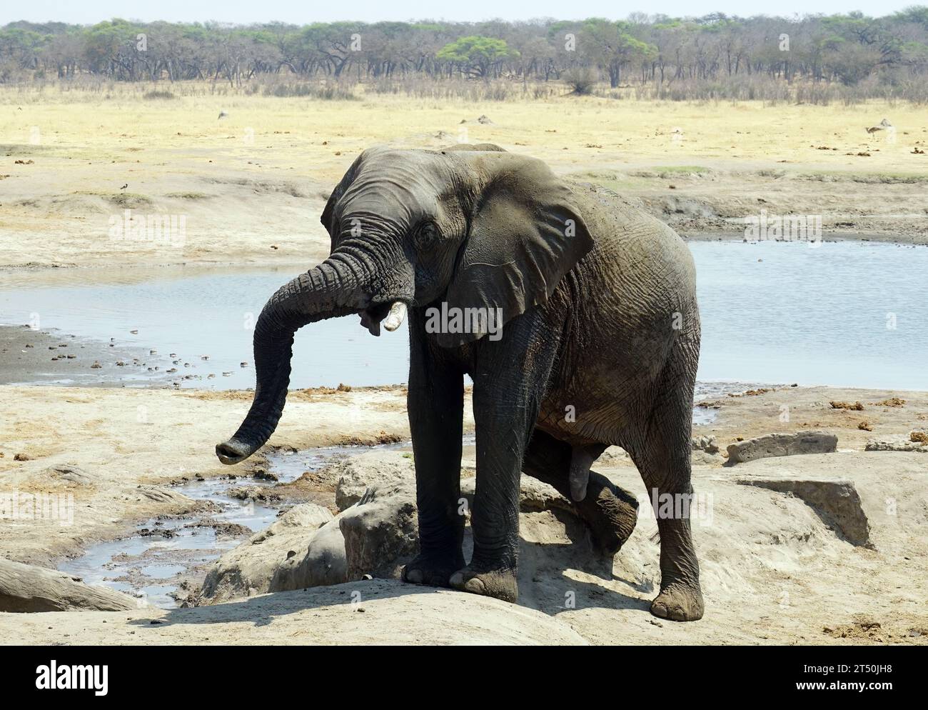 African bush elephant, Afrikanischer Elefant, Éléphant de savane ...
