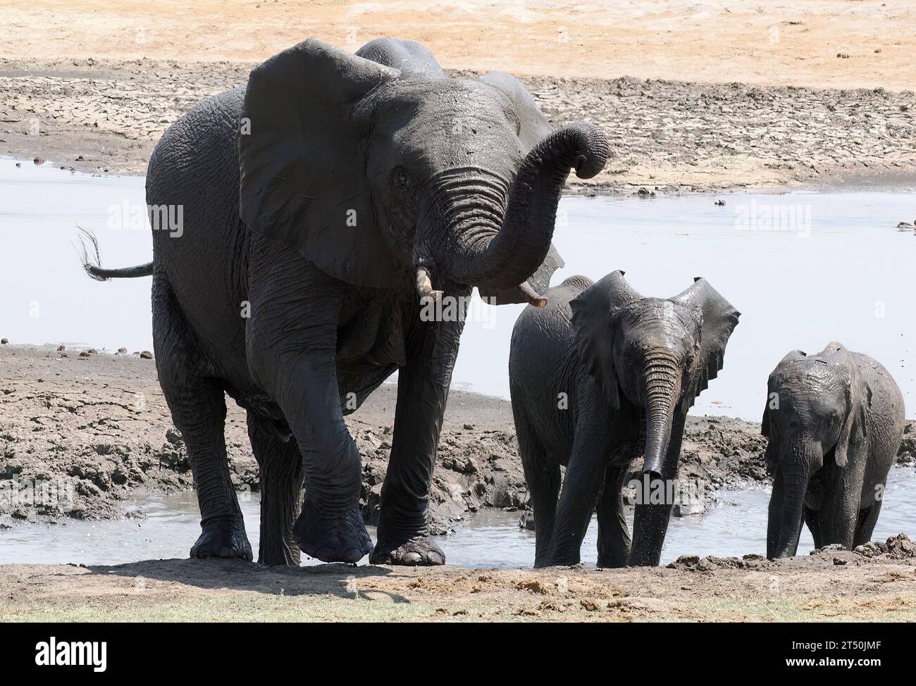 African bush elephant, Afrikanischer Elefant, Éléphant de savane ...