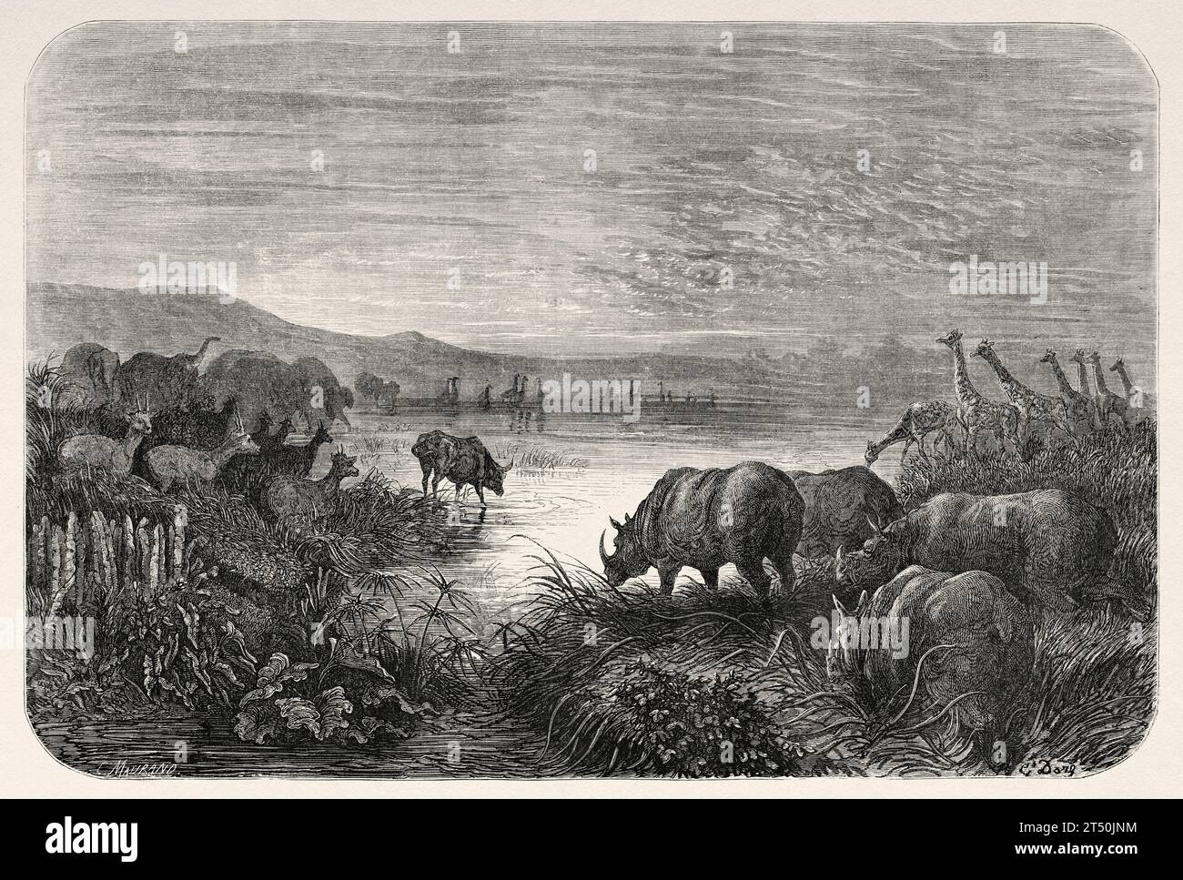 Savannah animals drank water in a pond at dusk, Africa. Adventures and ...