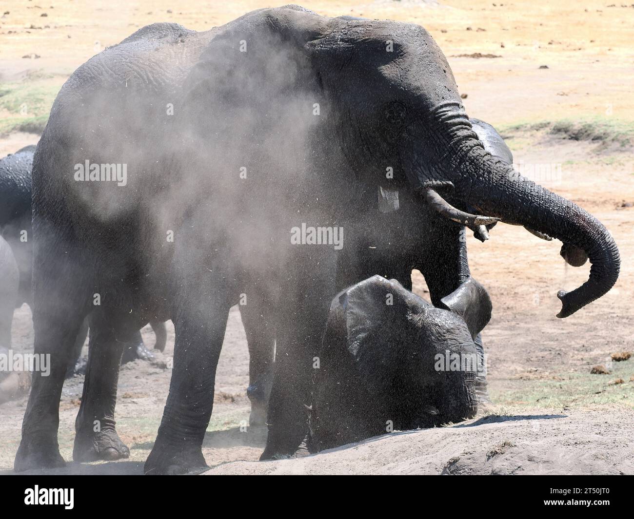 African bush elephant, Afrikanischer Elefant, Éléphant de savane ...