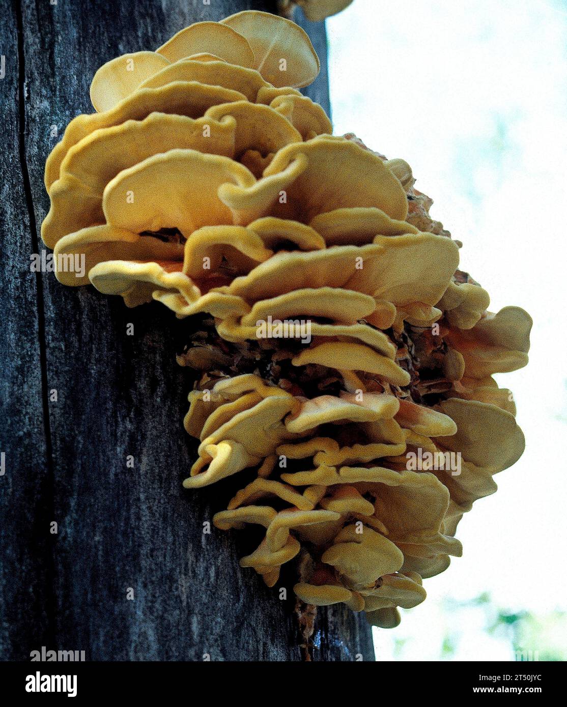 Hongo en el hongo hi-res stock photography and images - Alamy