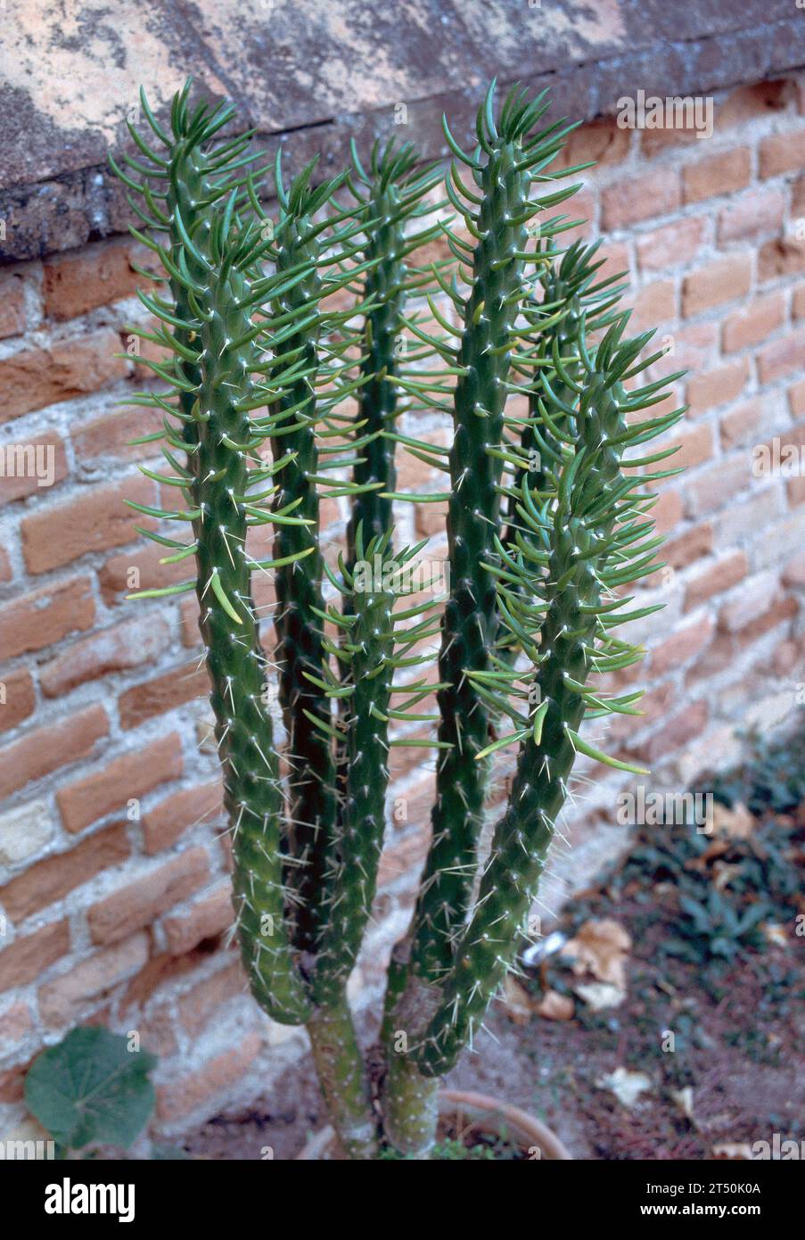 Captus hi-res stock photography and images - Alamy