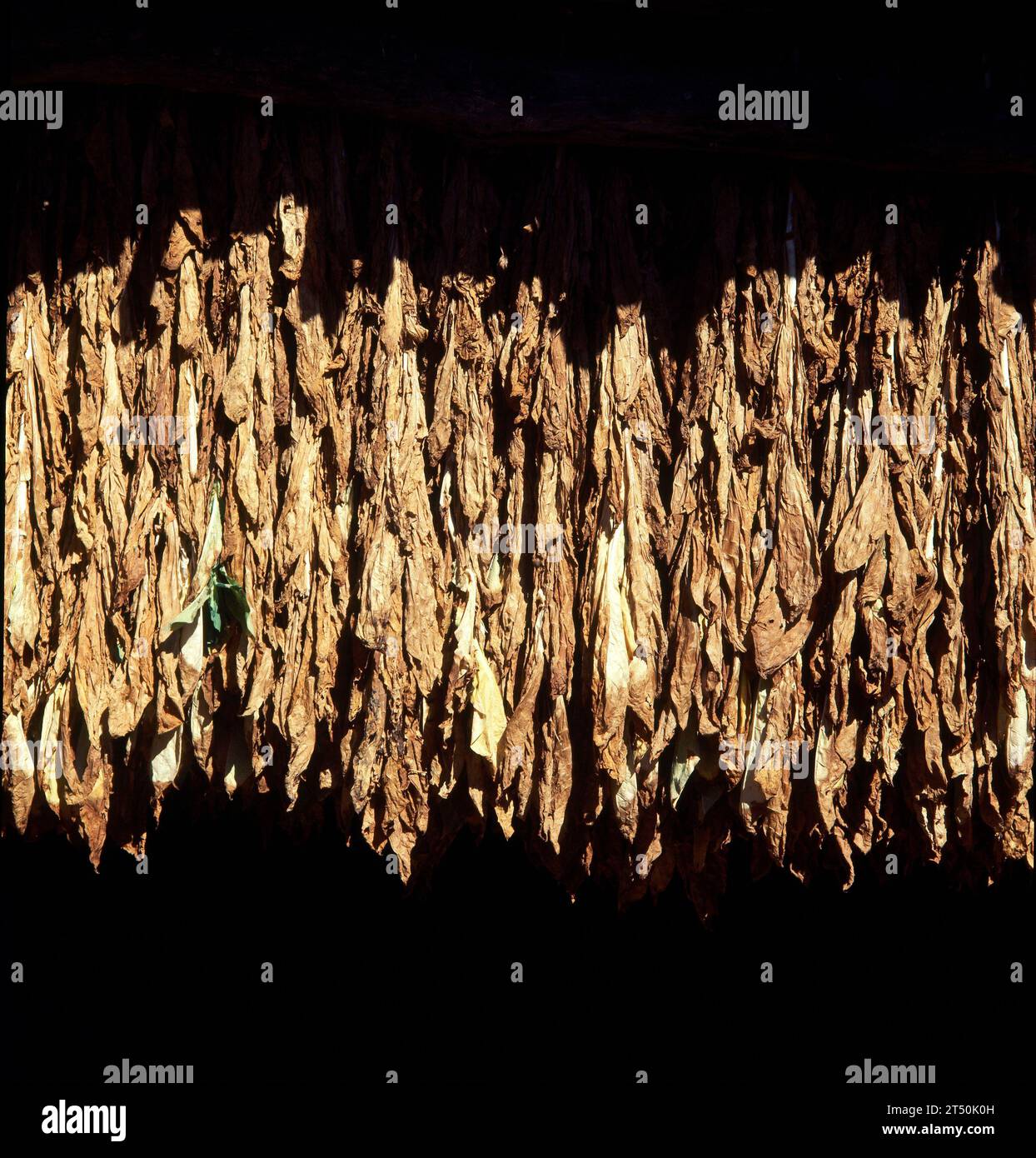 SECADERO DE TABACO EN JARANDILLA DE LA VERA. Location: EXTERIOR ...