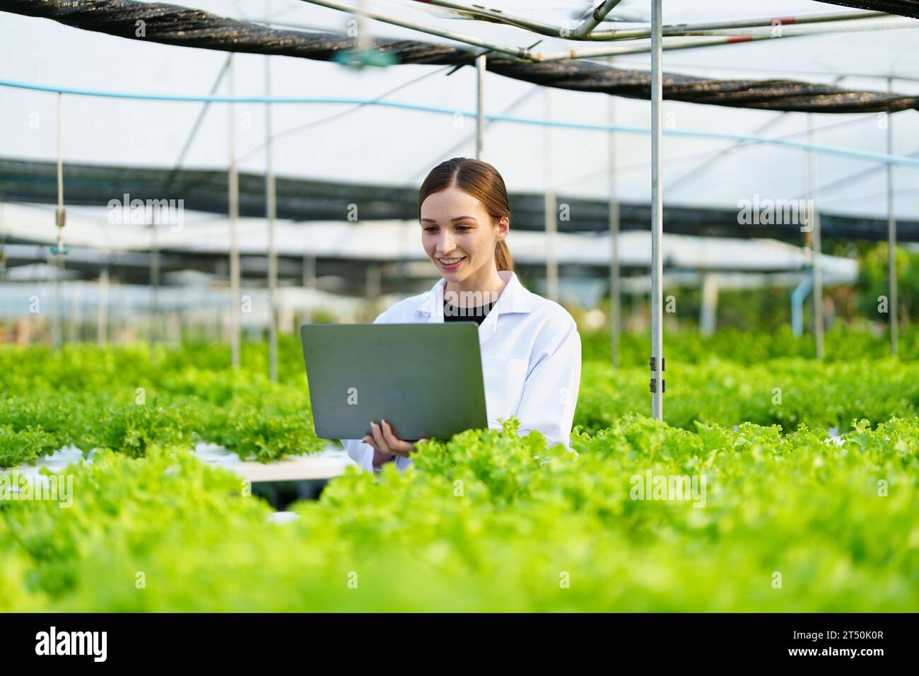 Woman Farmer harvesting vegetable and audit quality from hydroponics farm. Organic fresh ...