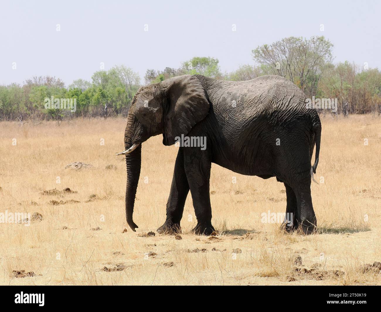 African bush elephant, Afrikanischer Elefant, Éléphant de savane ...