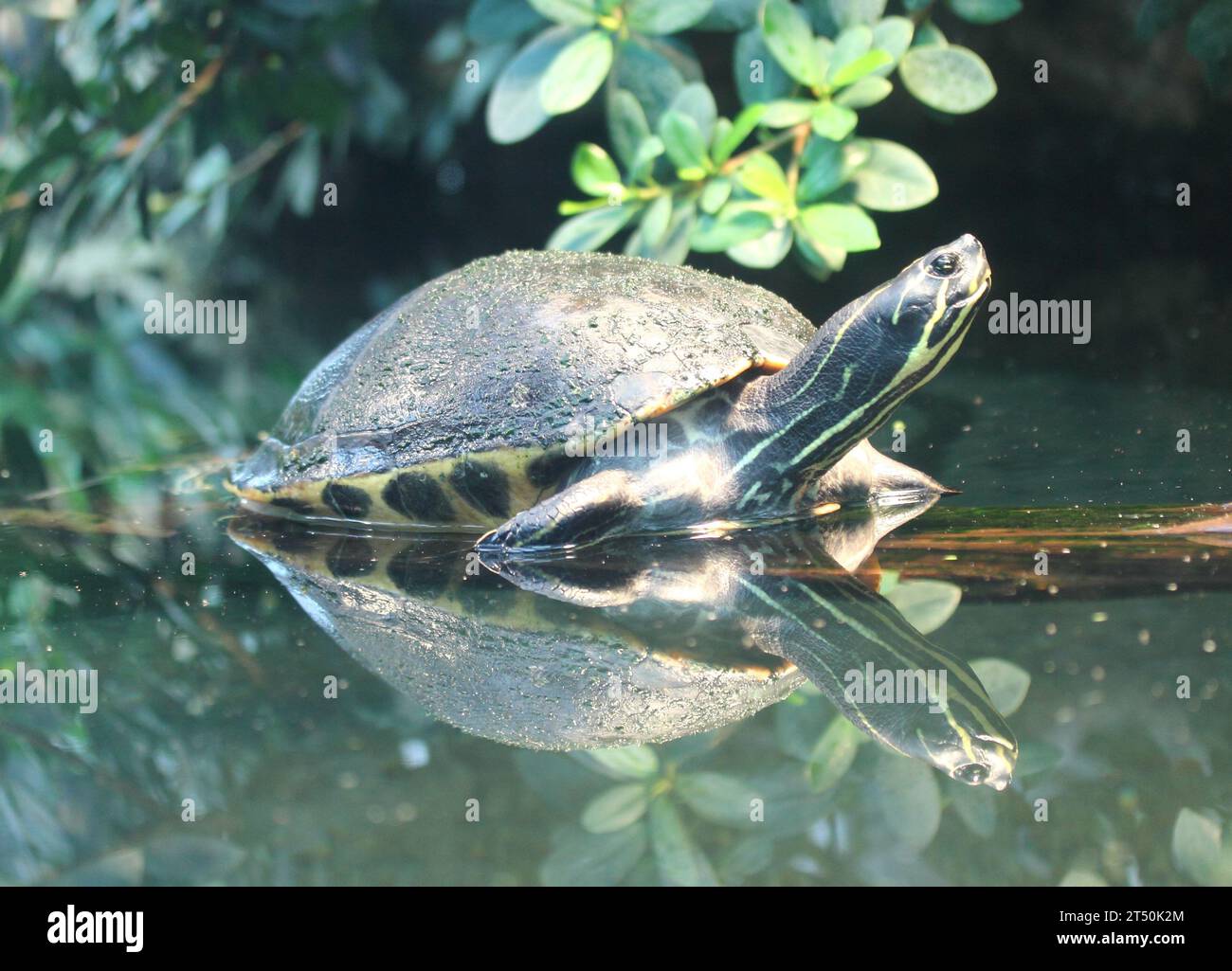 The river cooter (Pseudemys concinna) is a freshwater turtle native to ...