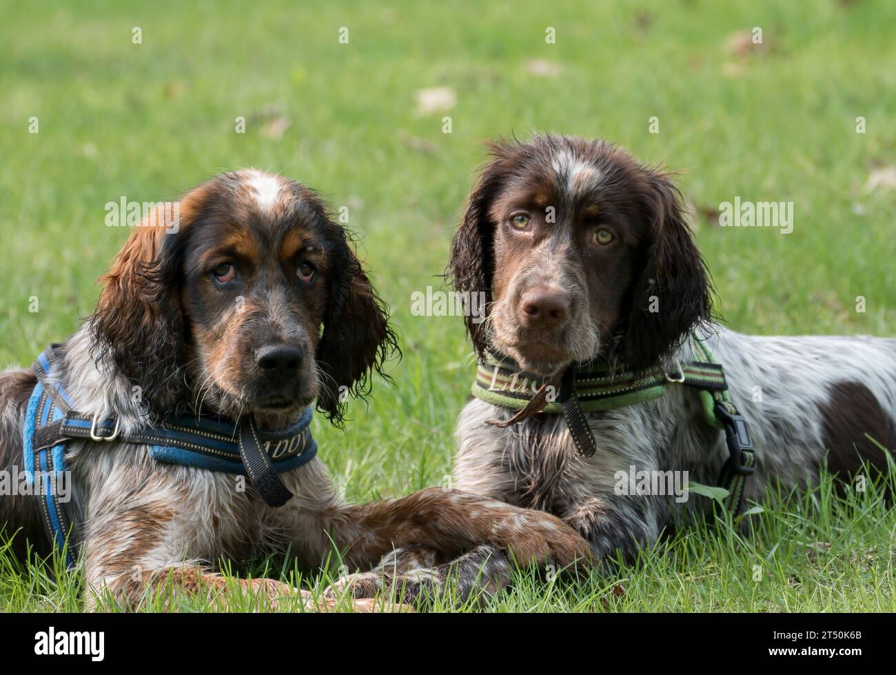 Two young roan colored coloured Springer Spaniel sisters laying in ...