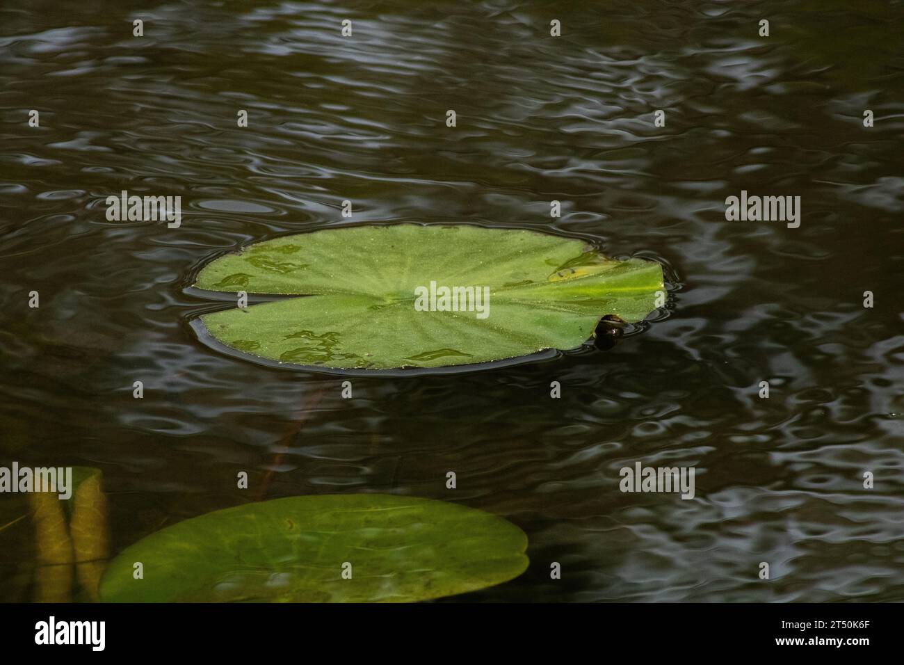 Wild Lily Pad Floating in Pond Stock Photo - Alamy