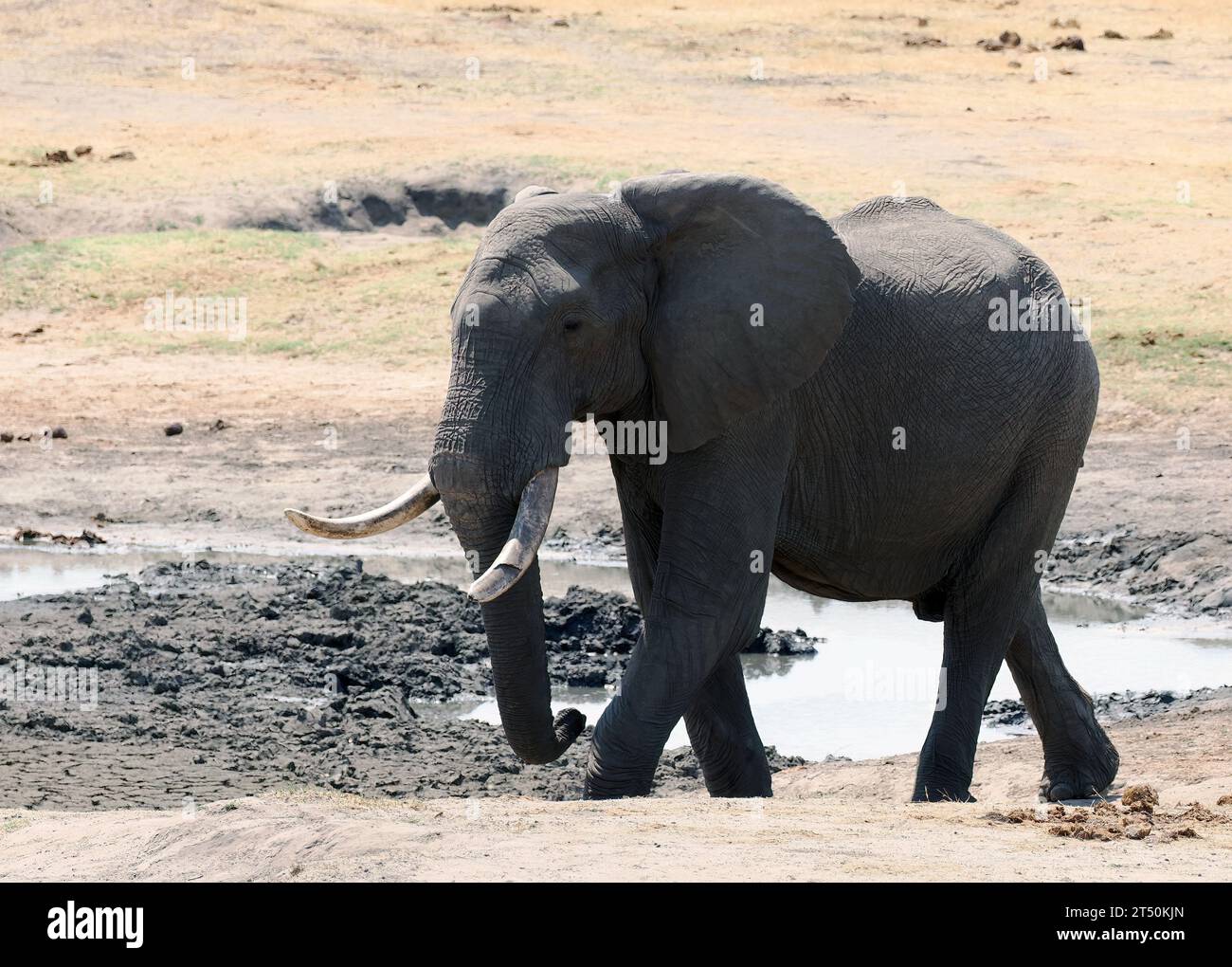 African bush elephant, Afrikanischer Elefant, Éléphant de savane ...