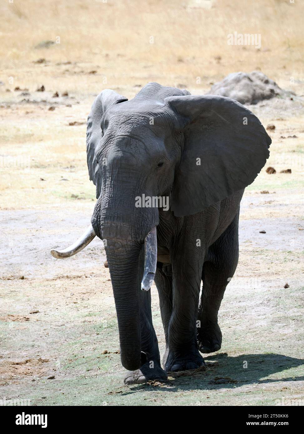 African bush elephant, Afrikanischer Elefant, Éléphant de savane ...