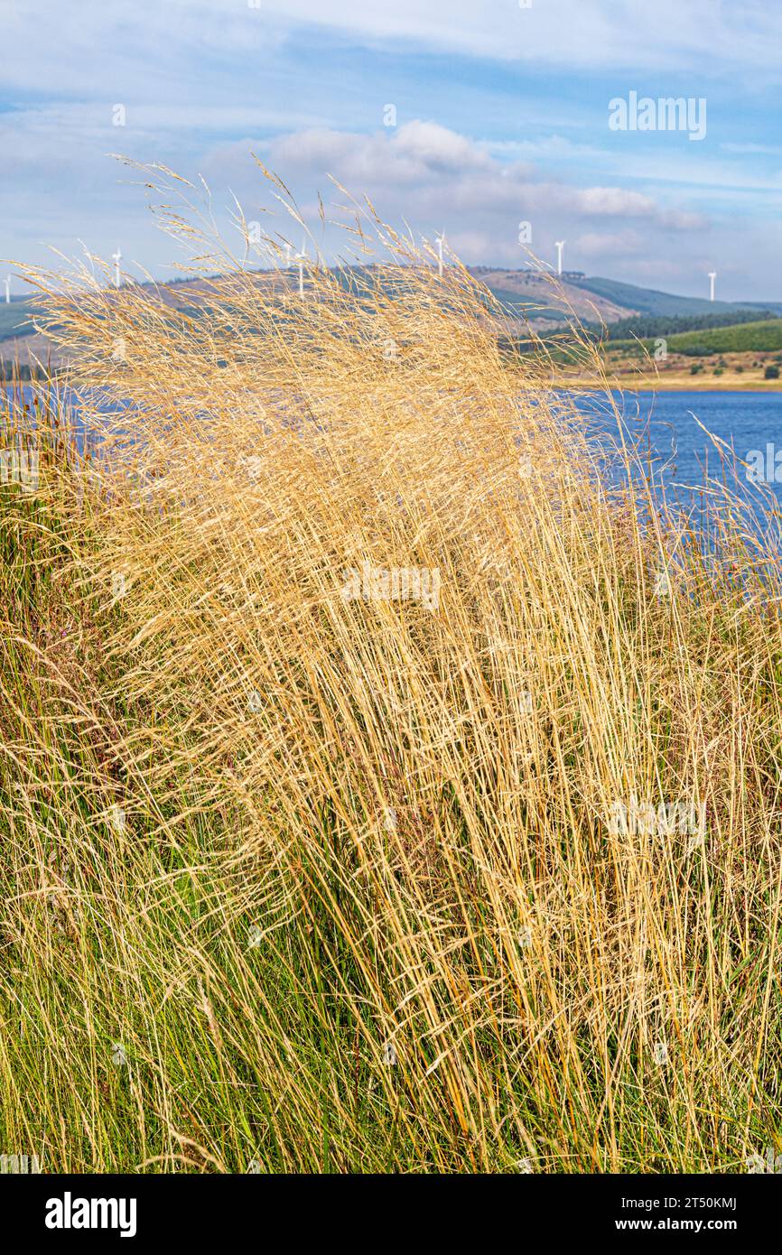 Tall grasses blowing in the wind beside Loch Lussa with a wind farm in ...
