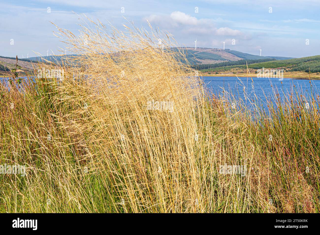 Dried water reed hi-res stock photography and images - Alamy