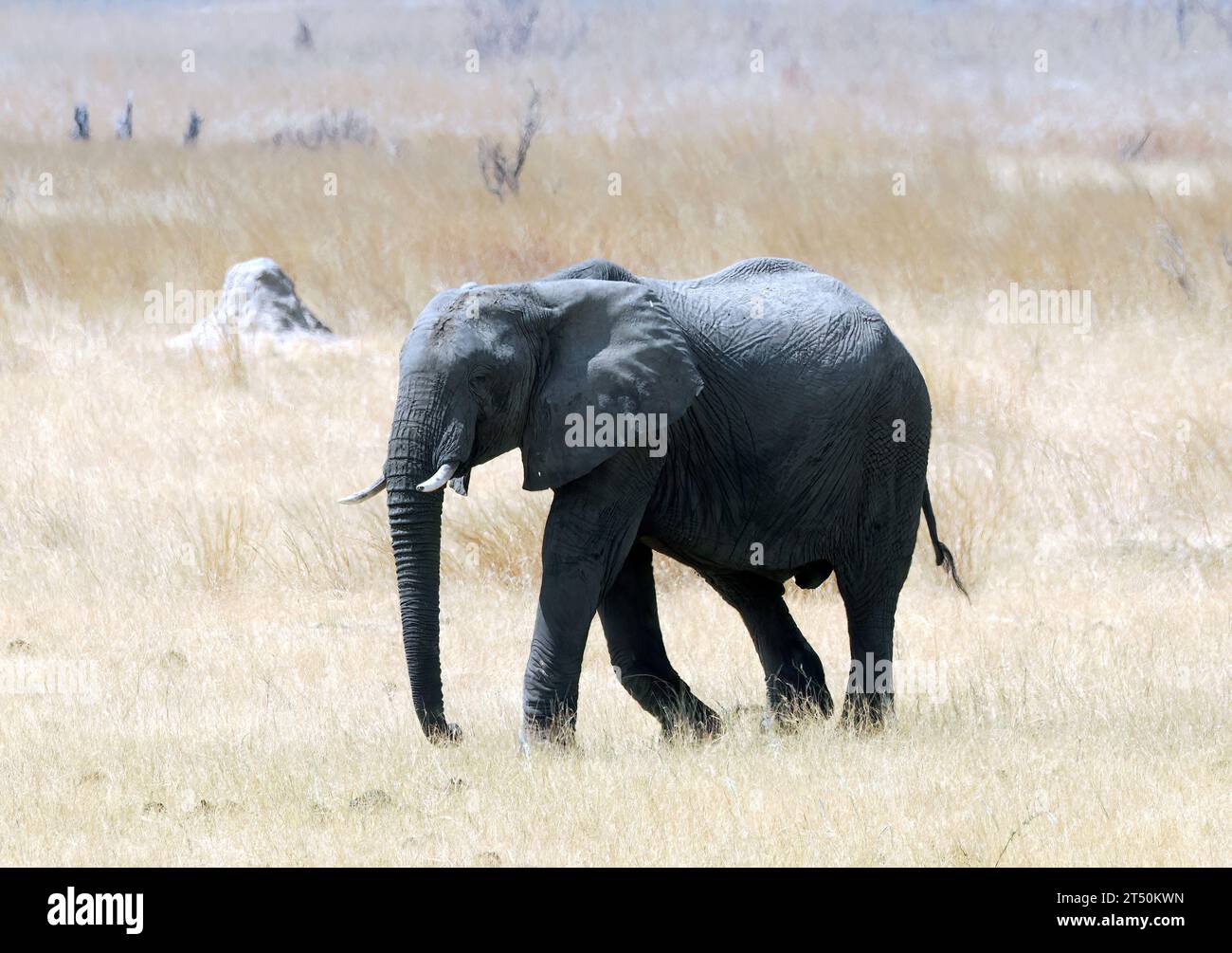 African bush elephant, Afrikanischer Elefant, Éléphant de savane ...