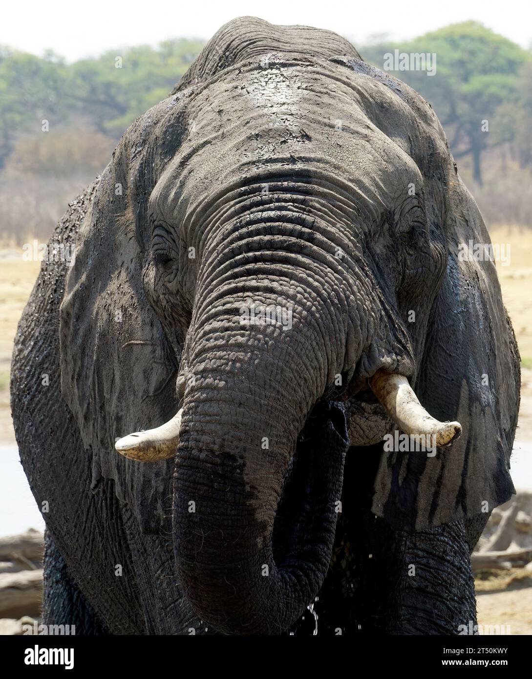 African bush elephant, Afrikanischer Elefant, Éléphant de savane ...