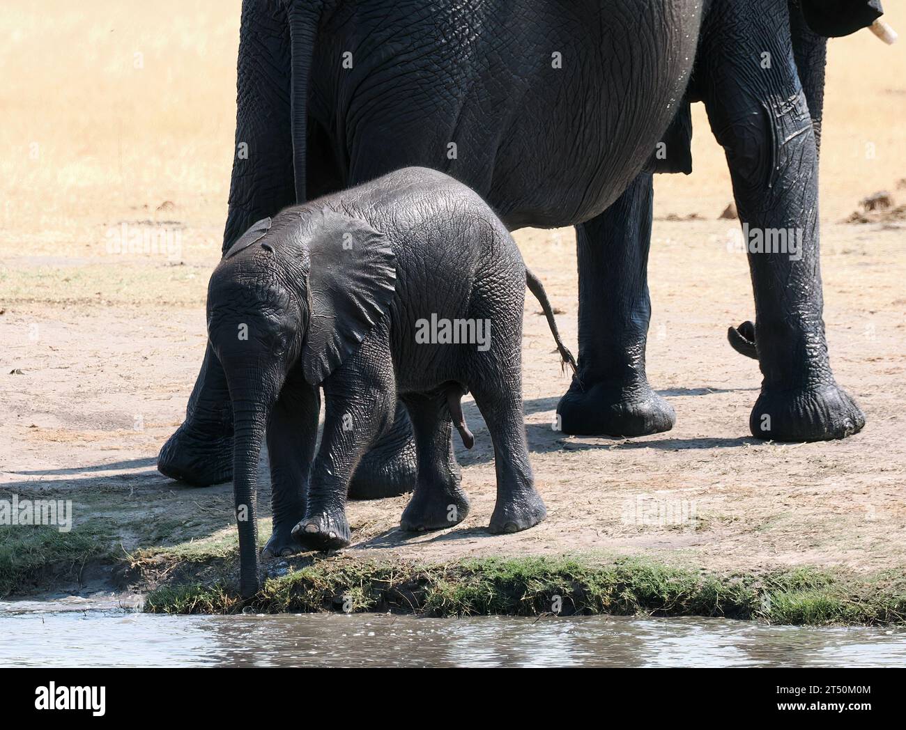 African bush elephant, Afrikanischer Elefant, Éléphant de savane ...