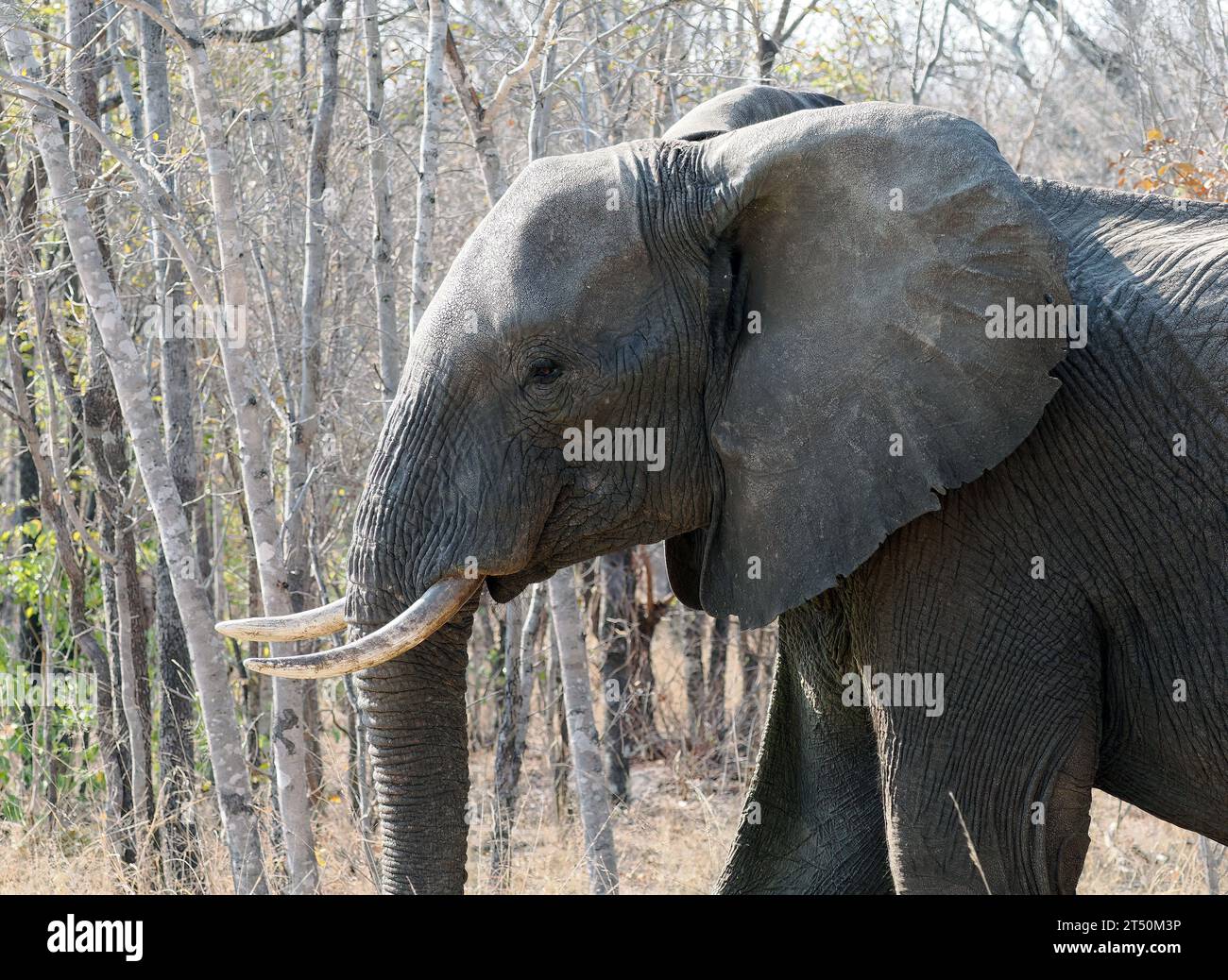 African bush elephant, Afrikanischer Elefant, Éléphant de savane ...