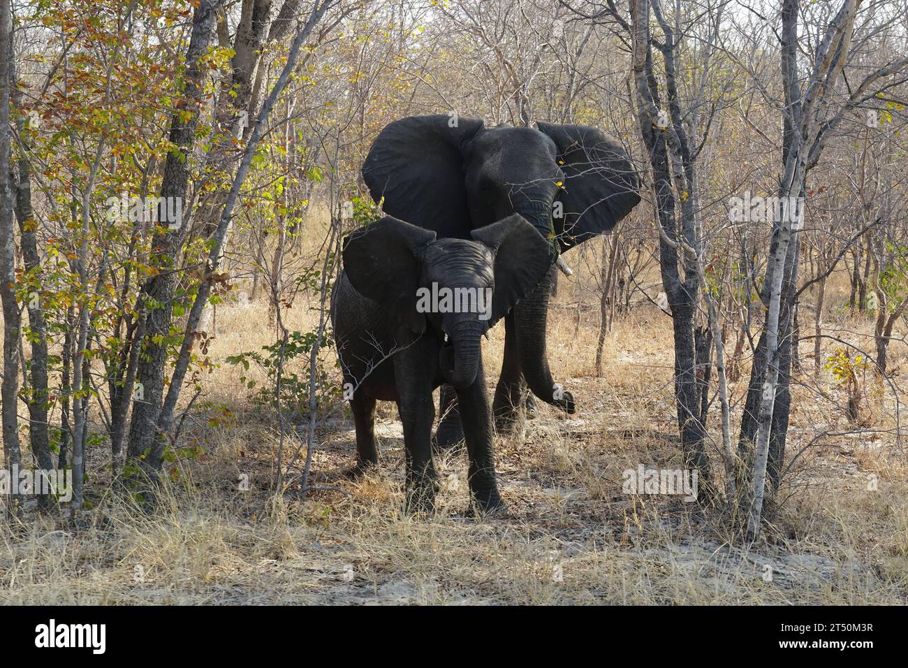 African bush elephant, Afrikanischer Elefant, Éléphant de savane ...