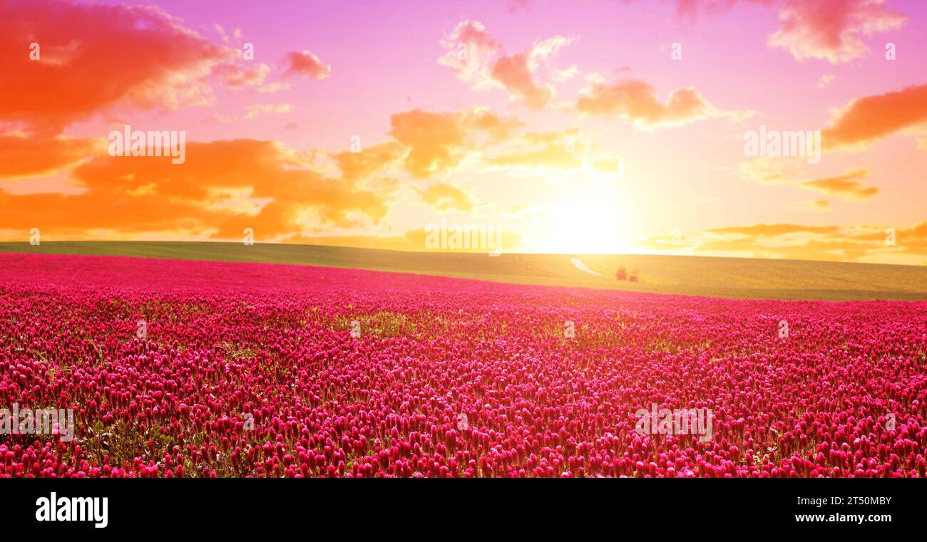 Field of flowering crimson clovers (Trifolium incarnatum) at sunset ...