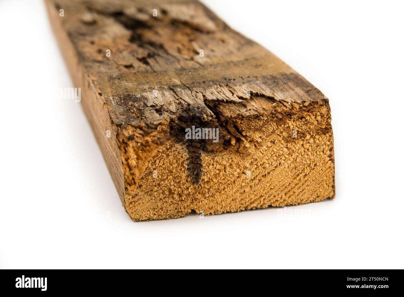 Detail of the rotten timber Stock Photo - Alamy