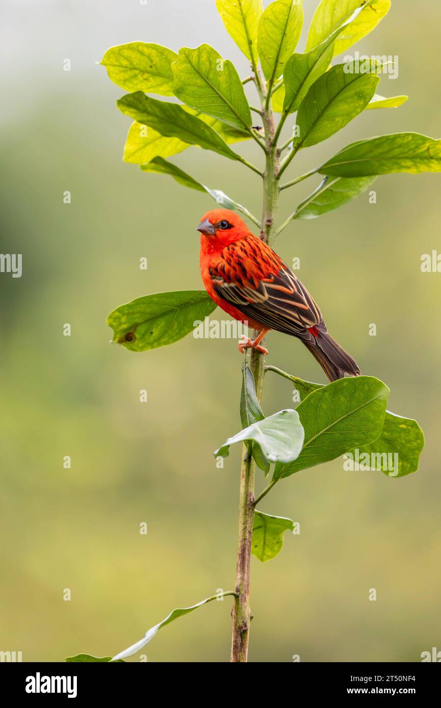 Madagascar rainforest bird hi-res stock photography and images - Alamy