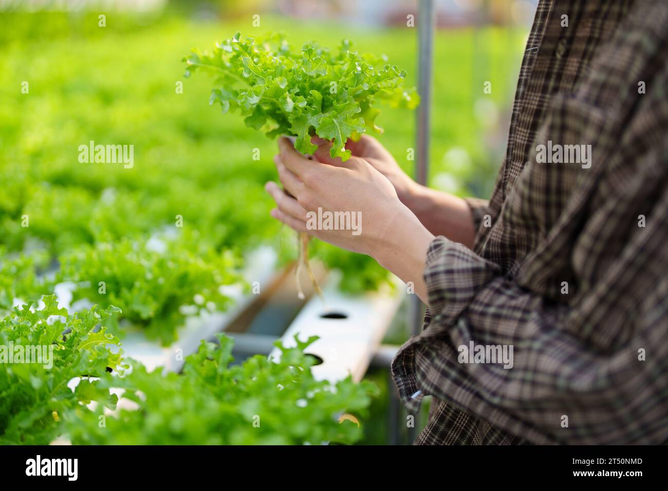 man Farmer harvesting vegetable from hydroponics farm. Organic fresh ...