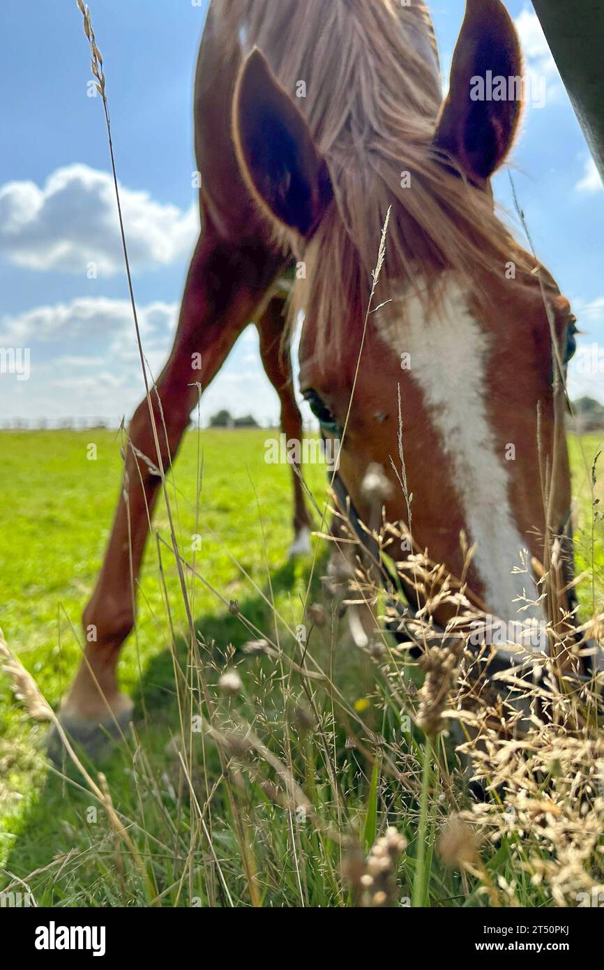 Weidezeit hi-res stock photography and images - Alamy