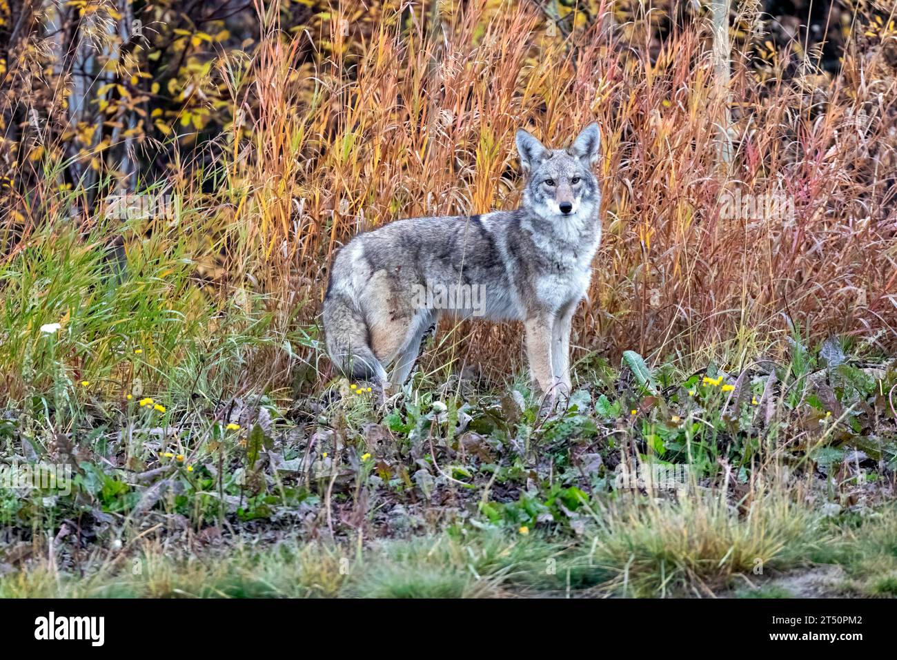 A coyote pictured on the outskirts of Haines Junction, Yukon, Canada ...
