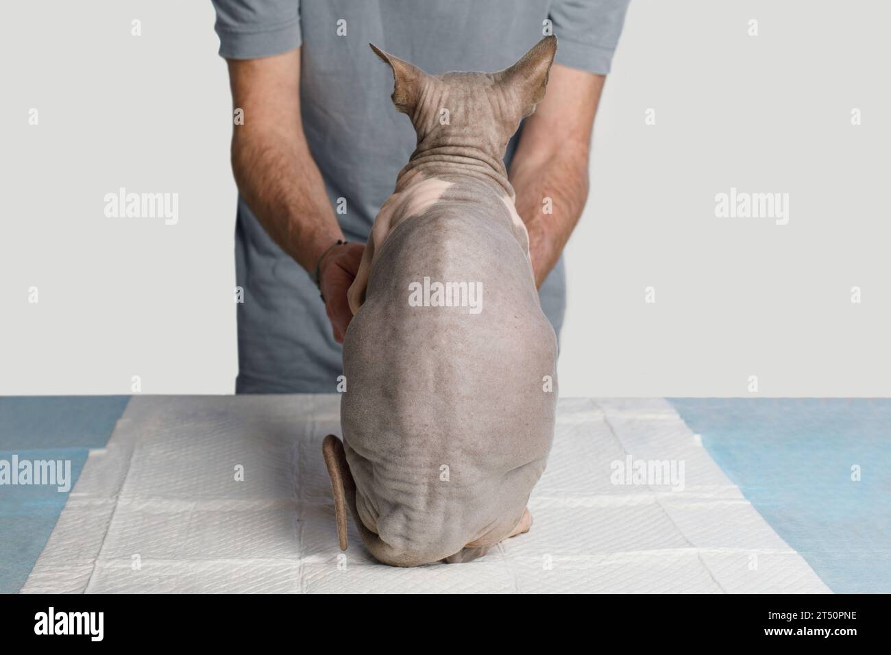 Sphynx cat and person hi-res stock photography and images - Alamy