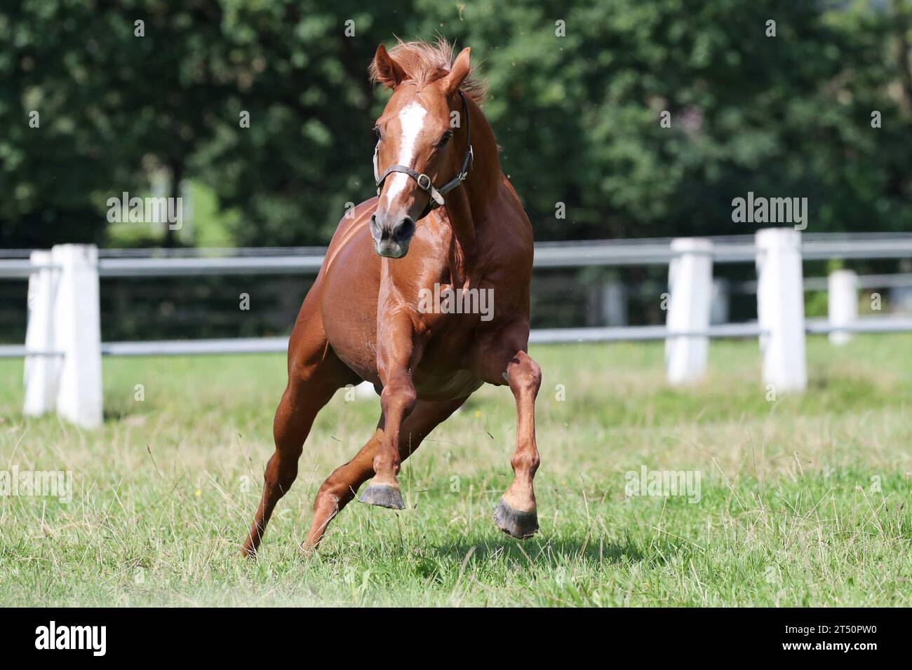 Torquator tasso horse hi-res stock photography and images - Alamy