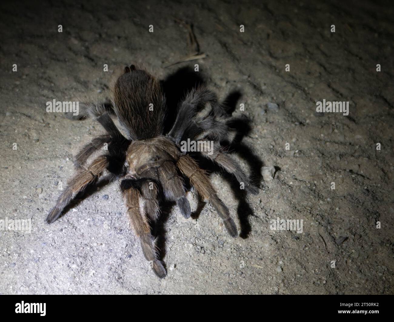 Laguna Beach, California, USA. 4th Oct, 2023. A desert Tarantula at ...